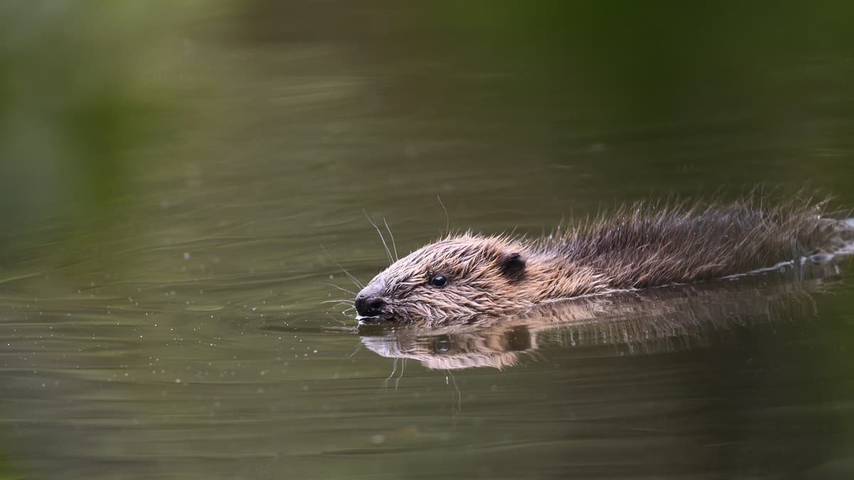 Cornwall Wildlife Trust look to appoint a beaver officer ...