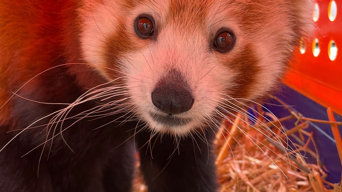 Video: Rare red pandas make friends at Newquay Zoo | voicenewspapers.co.uk