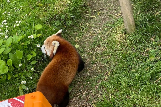Video: Rare red pandas make friends at Newquay Zoo | voicenewspapers.co.uk