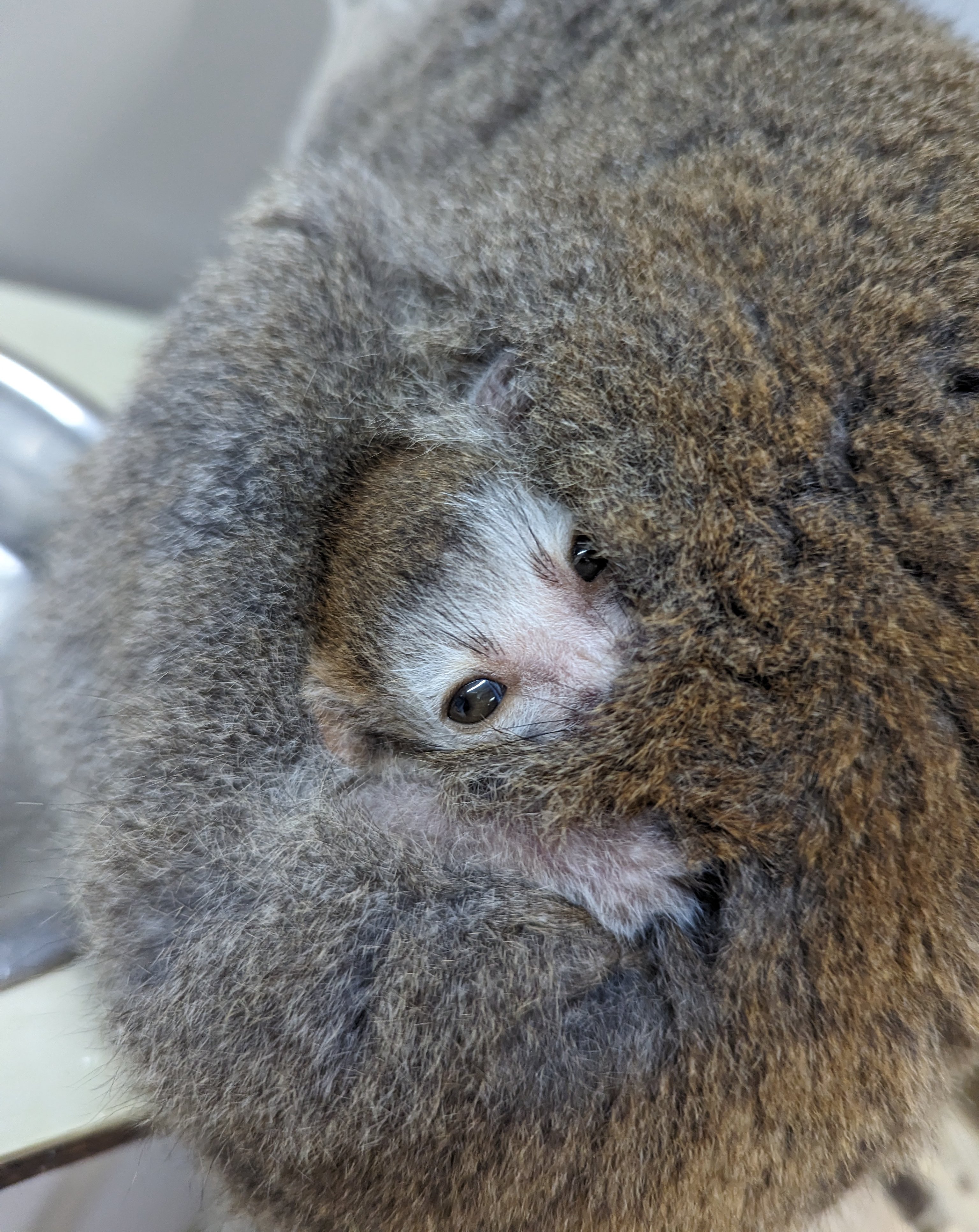 Newquay Zoo welcomes animal royalty following birth of endangered ...