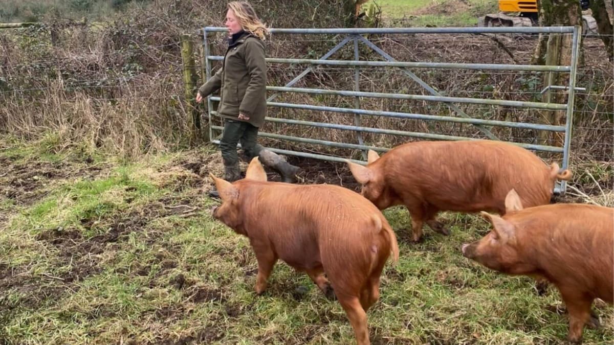 New set of pigs released at Cornish nature reserve | voicenewspapers.co.uk
