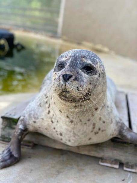 young seal