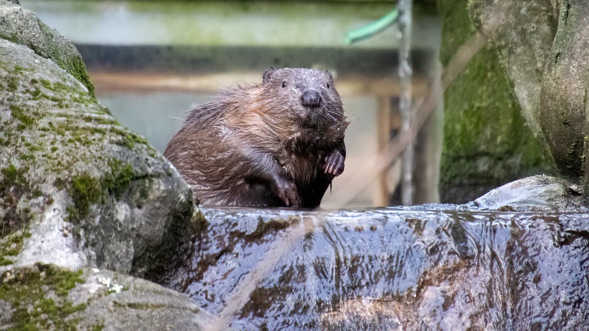 Orphaned baby beavers graduate to nursery enclosure | voicenewspapers.co.uk