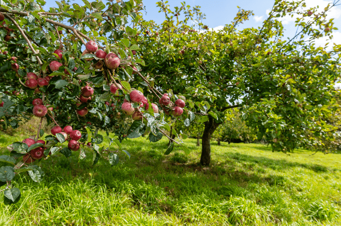 Charity garden opening returns to Tregothnan this weekend ...