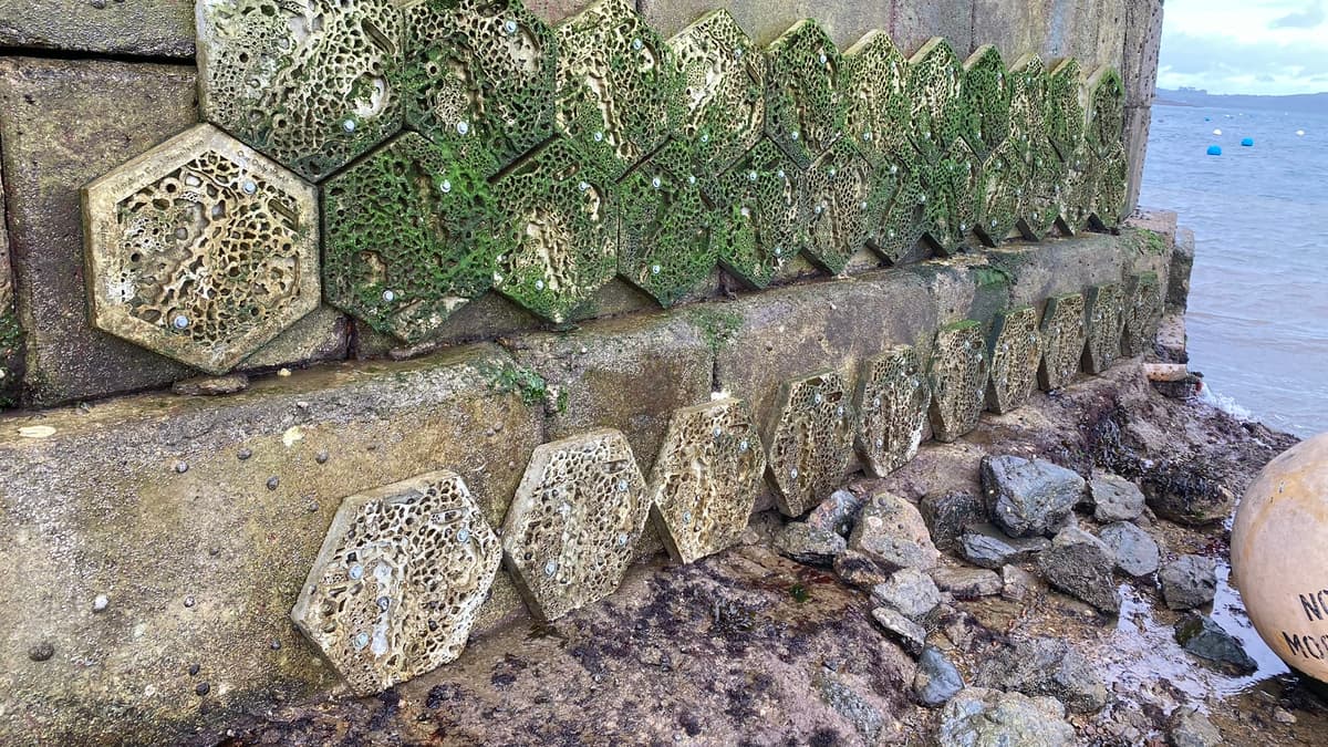 ‘Living Sea Walls’ boost marine life in harbours across Cornwall ...