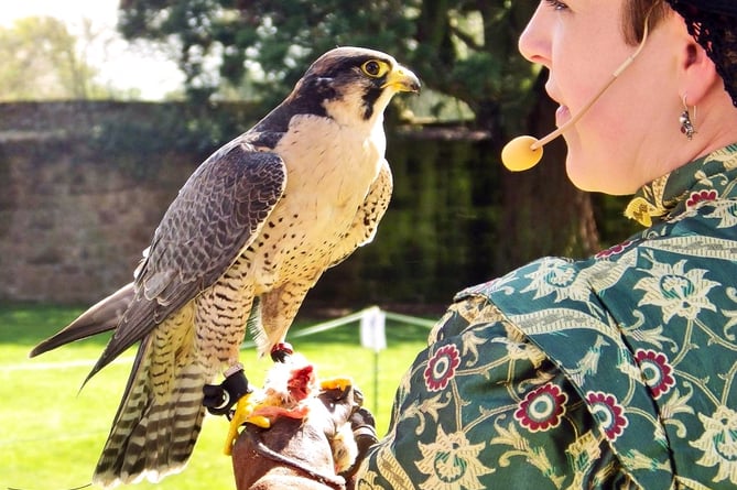 Manor house near Newquay is staging a falconry display to bring history ...
