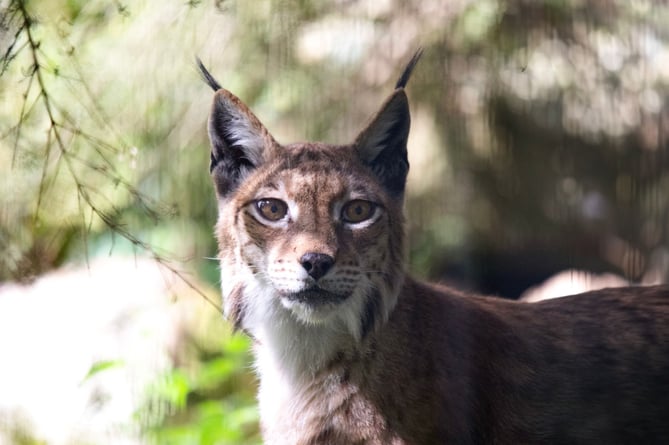 A round of ap-paws for Newquay Zoo’s new lynx kittens | voicenewspapers ...