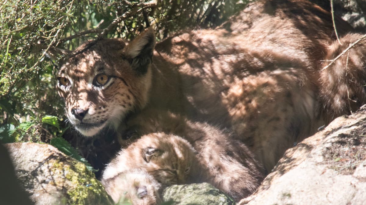 A round of ap-paws for Newquay Zoo’s new lynx kittens | voicenewspapers ...