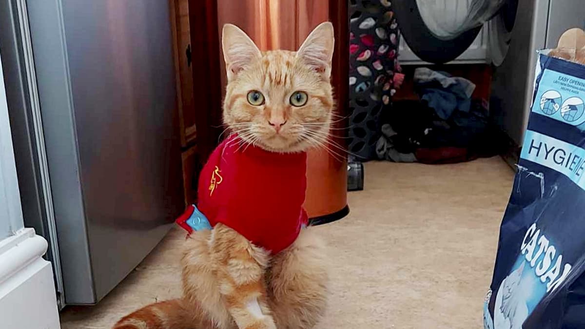 Kitten badly burned and lost its leg after being trapped under bonnet ...