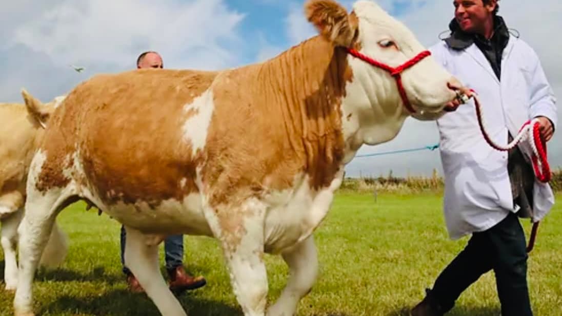 Show that celebrates Camborne's rural heritage ready for 80th outing ...