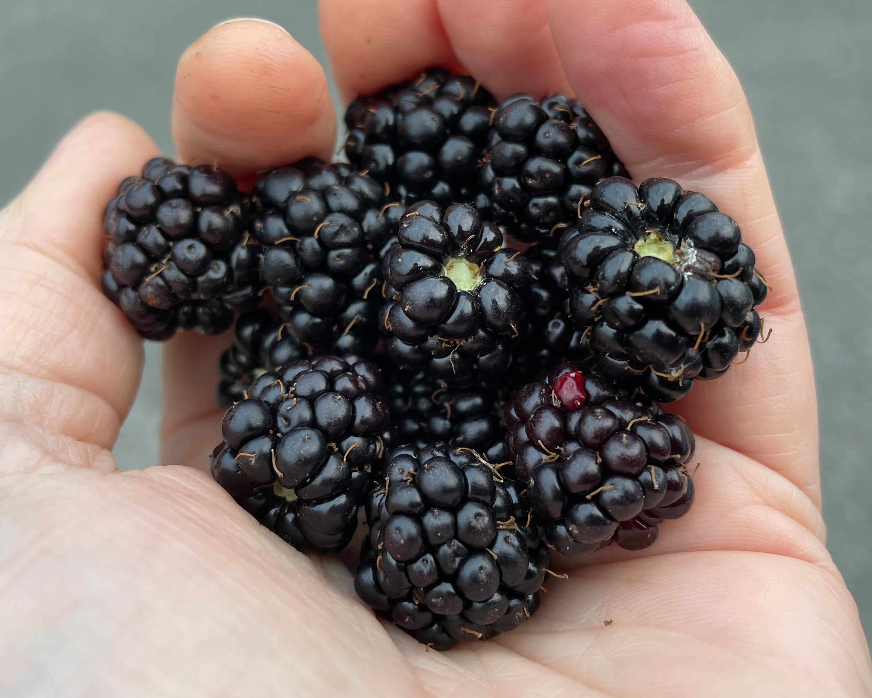 Lizzy Stroud: It's harvest time! Learning how to preserve fruit and veg ...