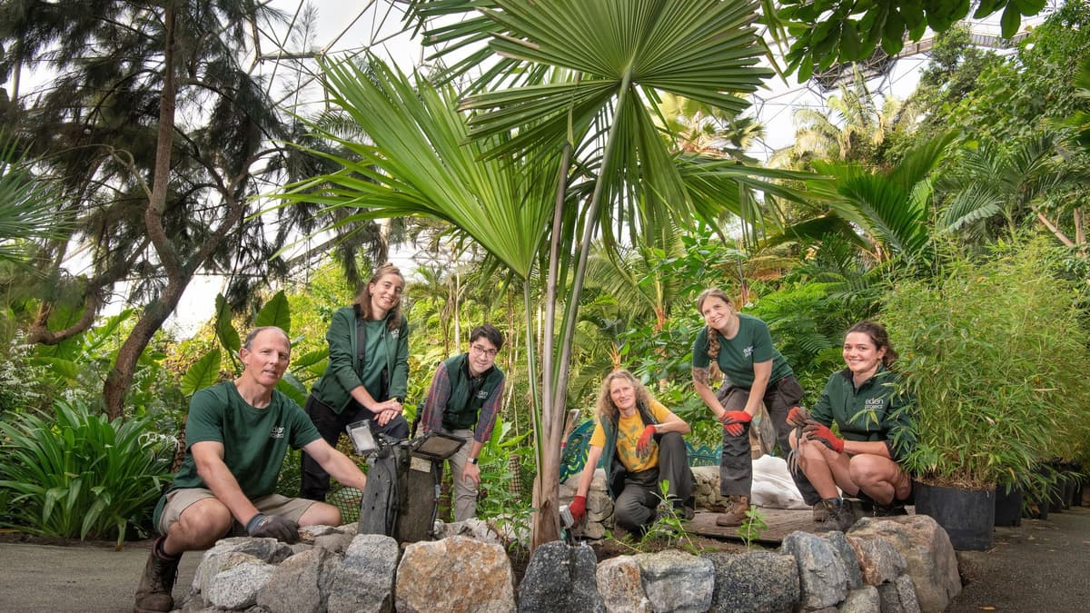 Critically endangered palm becomes rarest plant in Eden Project’s ...