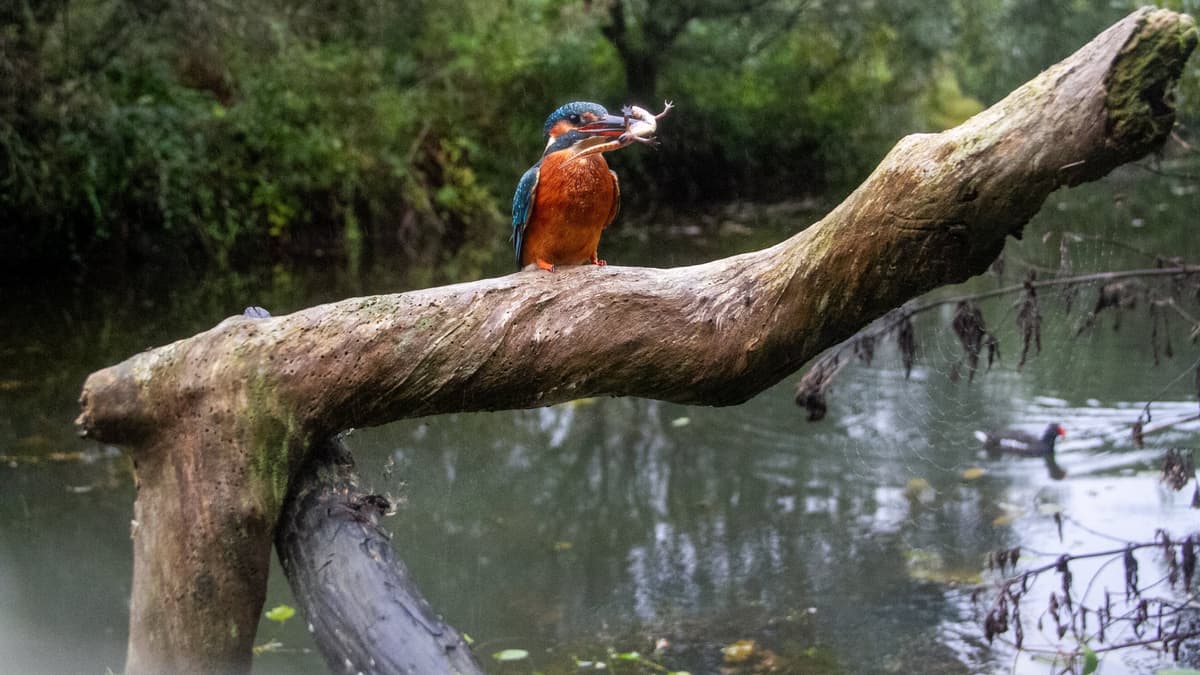 Cornish photographer captures incredible shots of kingfisher catching ...