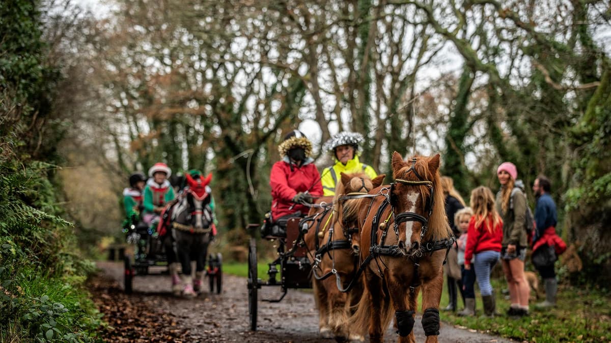 Penrose mark 50th anniversary with festive fun and community spirit ...