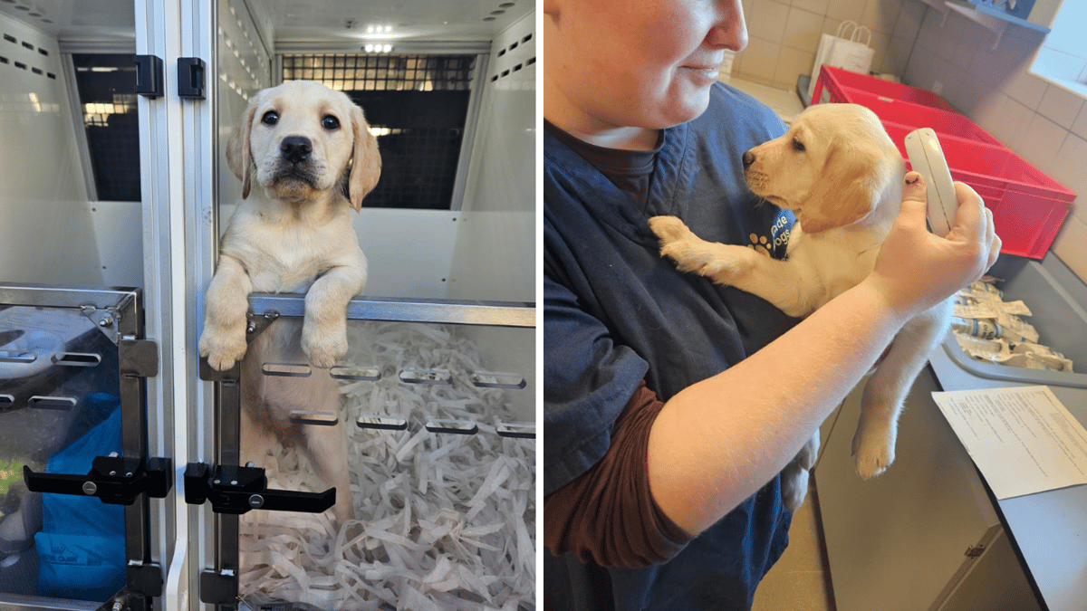 First guide dog puppy of 2025 arrives in South West | voicenewspapers.co.uk