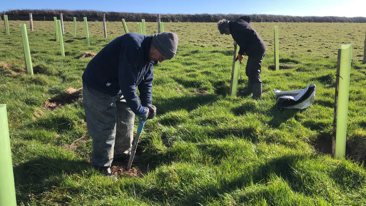 Volunteers help plant 40,000 trees in National Trust project in ...