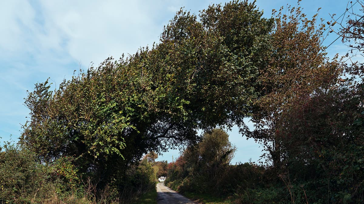 Help Kew Gardens map Cornwall's elusive elms | voicenewspapers.co.uk