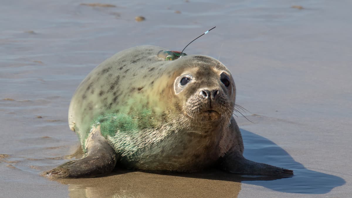 Brave seal pup 'Leaf Cutter' returns to the wild after supporter help | voicenewspapers.co.uk