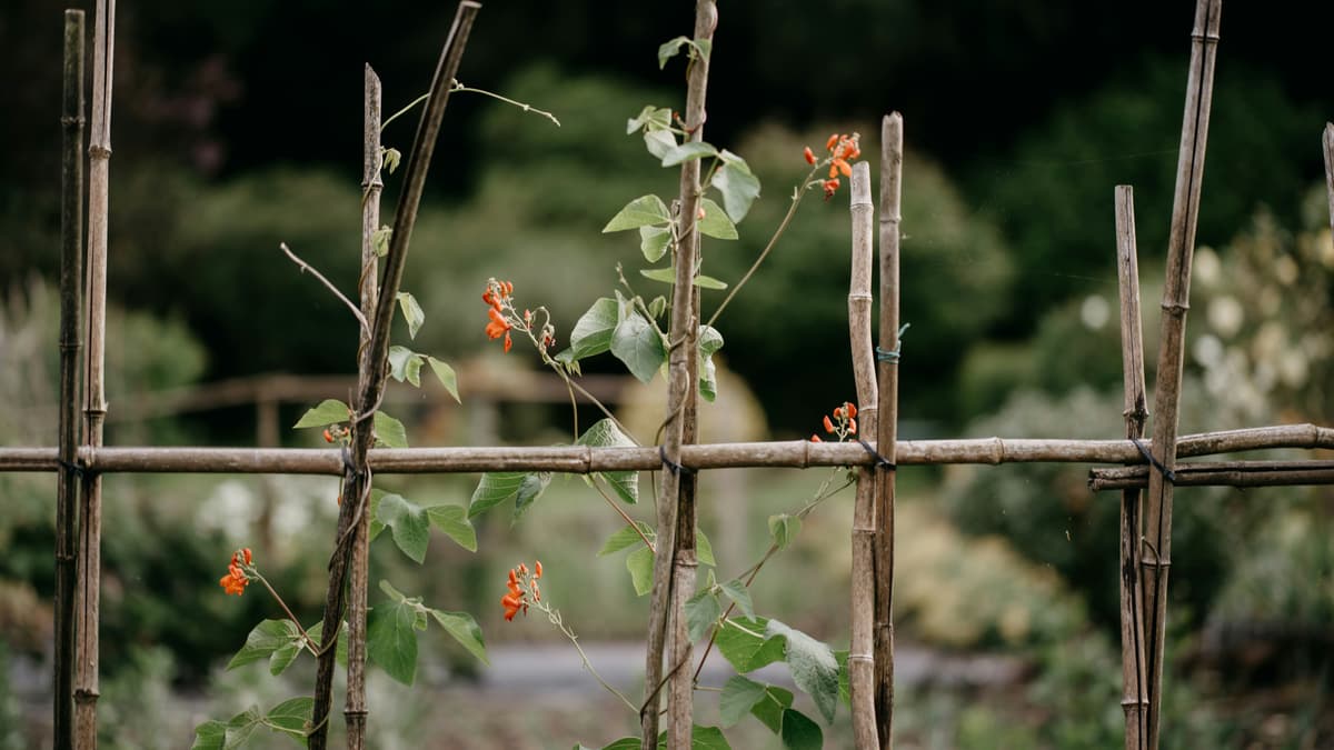 Beginner's guide to starting a garden with expert Martin Pallett ...