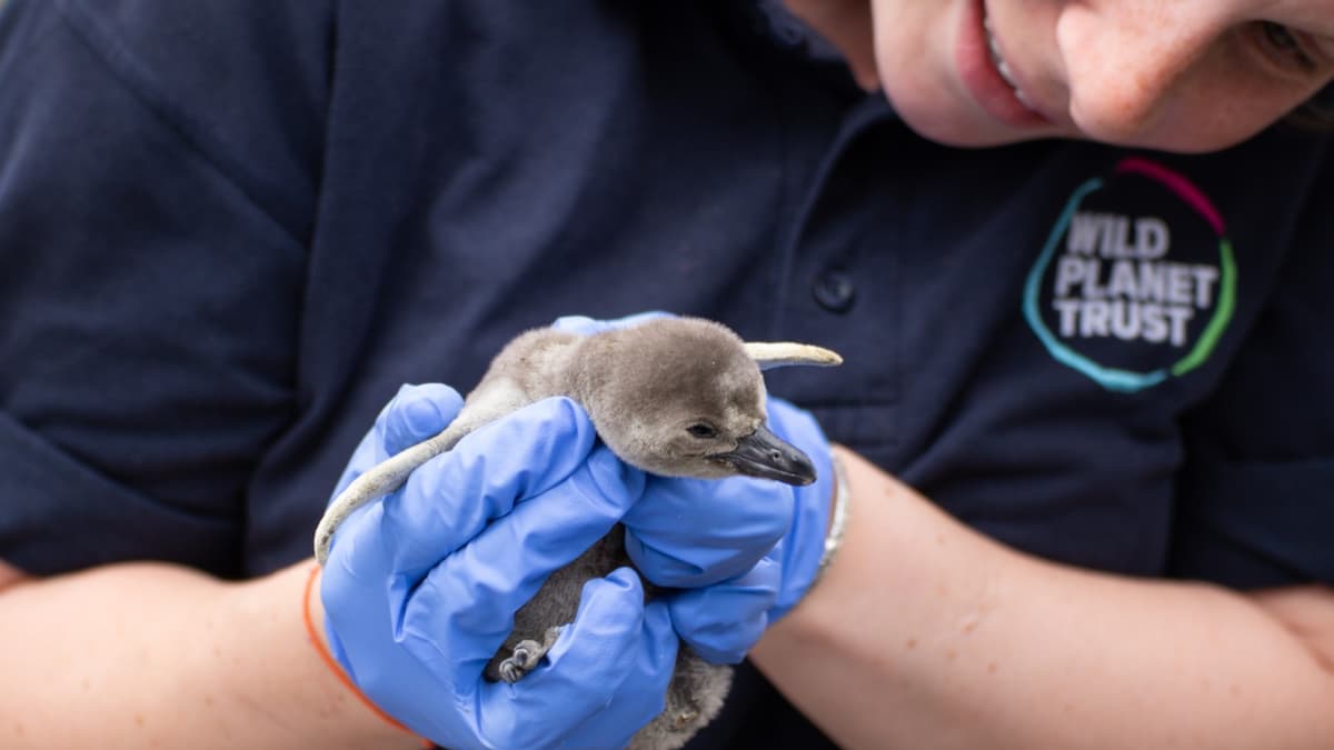 Penguin colony grows with two new fluffy arrivals at Newquay Zoo ...