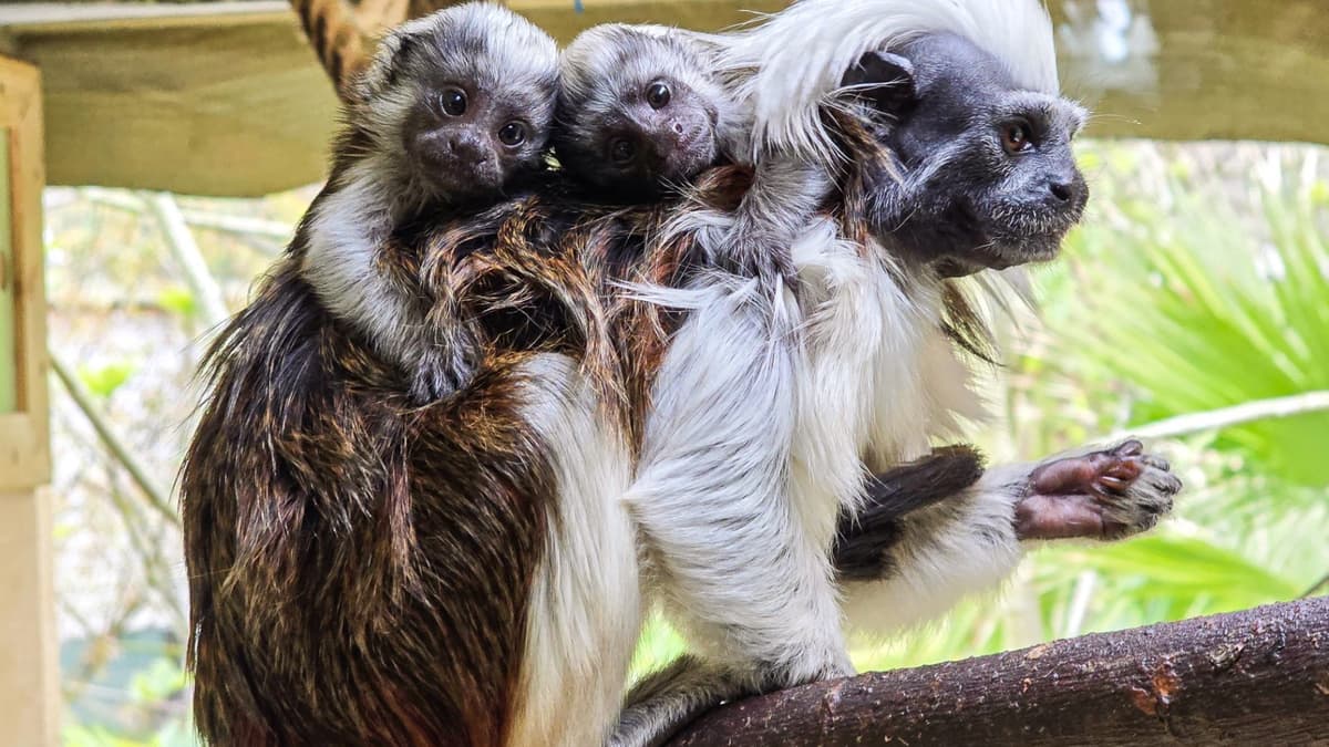 Critically endangered palm-sized primates born at Newquay Zoo ...