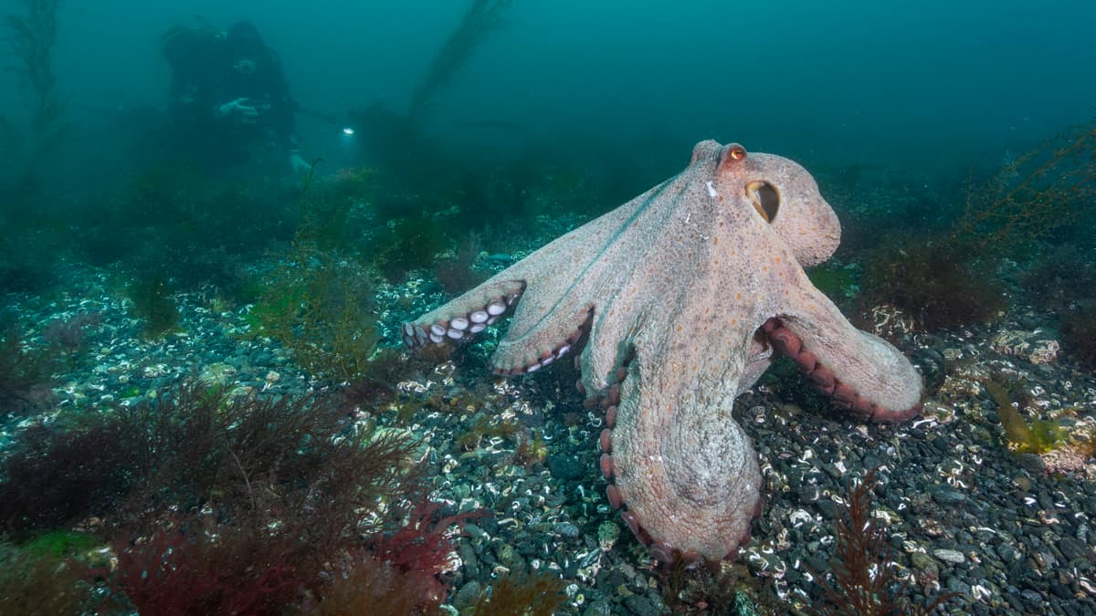 Stunning photographs show rare octopus 'bloom' off the lizard peninsula ...