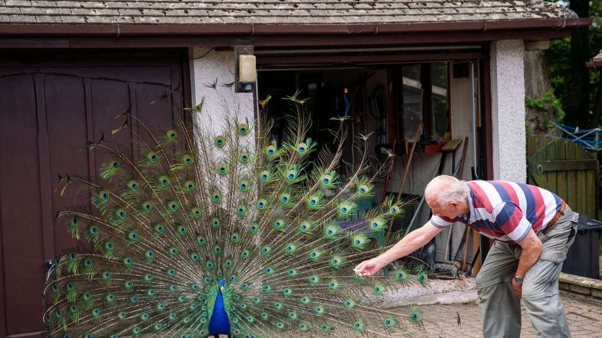 Cornish village overrun with colony of escaped peacocks ...