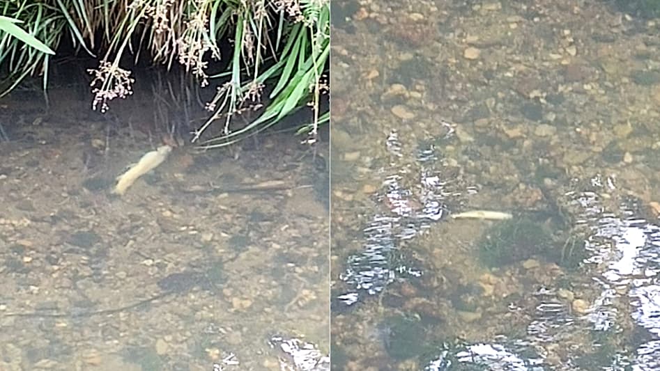 Hundreds of fish killed in river pollution incident near St Austell ...