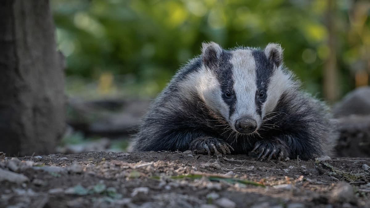Badger sett collapse disrupts train services | voicenewspapers.co.uk