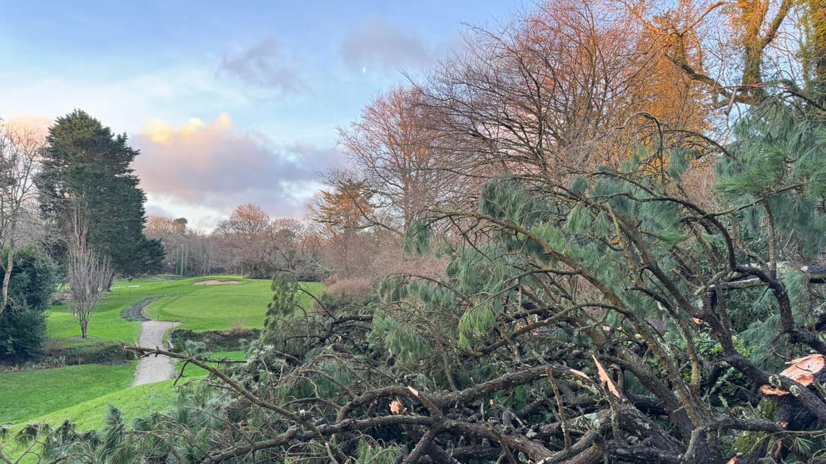 True tragedy of Storm Goretti trees may never be known ...