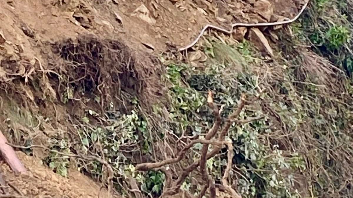 Five people and two dogs rescued after cliff collapses onto Newquay ...